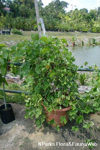 NParks | Lablab purpureus 'Alba'