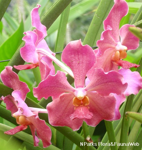 NParks | Vanda limbata