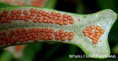 NParks | Pyrrosia longifolia 'cristata'