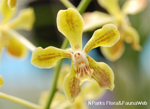 NParks | Vanda limbata
