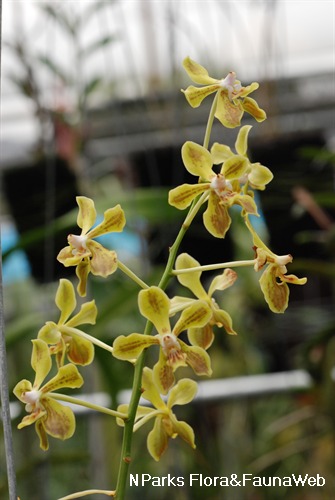NParks | Vanda lamellata