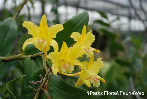 NParks | Dendrobium lowii