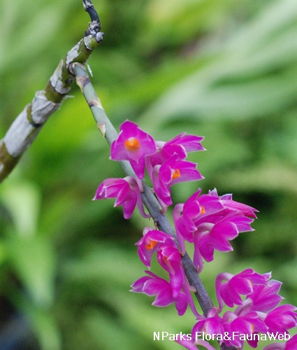 NParks | Dendrobium secundum