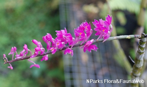 NParks | Dendrobium secundum
