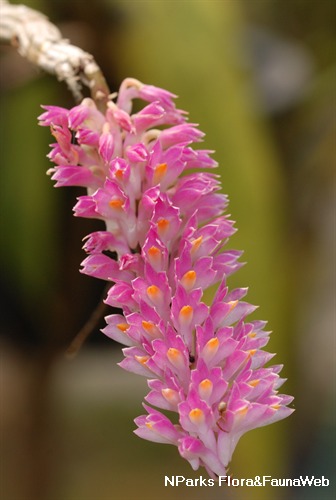 NParks | Dendrobium secundum