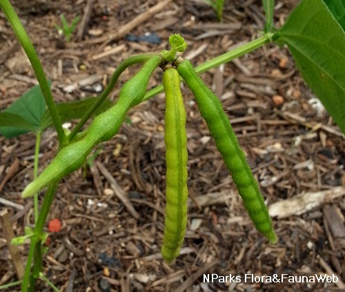 NParks | Vigna radiata