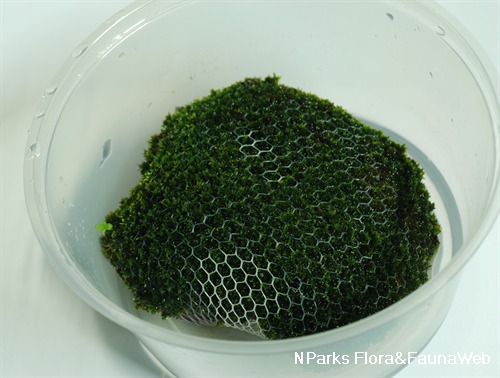 NParks | Tortula ruralis