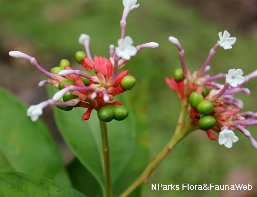 NParks | Rauvolfia serpentina