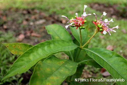 NParks | Rauvolfia serpentina