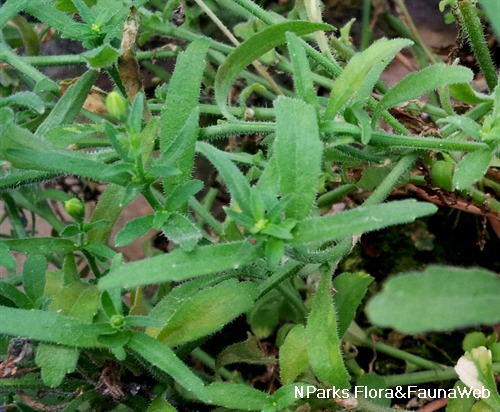 NParks | Lobelia erinus