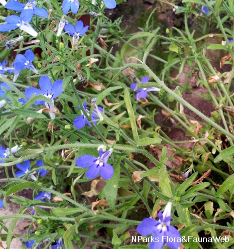 NParks | Lobelia erinus