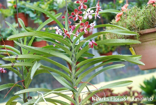 NParks | Vanda limbata