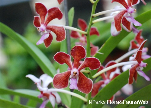 NParks | Vanda limbata
