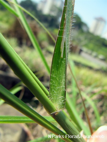 NParks | Cenchrus setosus