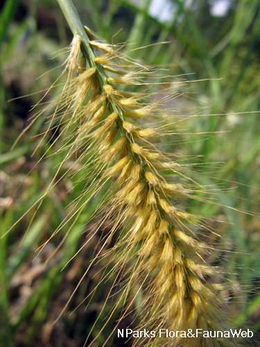 NParks | Cenchrus setosus