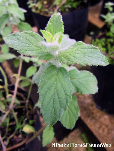 NParks | Mentha longifolia