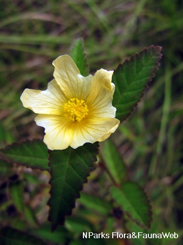 NParks | Sida acuta