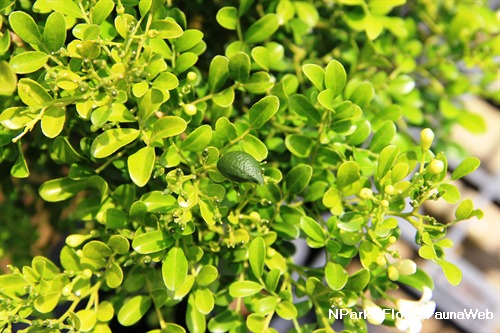 NParks | Murraya paniculata 'Min-A-Min'