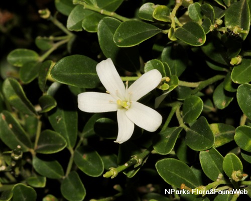 NParks | Murraya paniculata 'Min-A-Min'