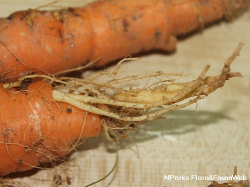 NParks | Daucus carota subsp sativus
