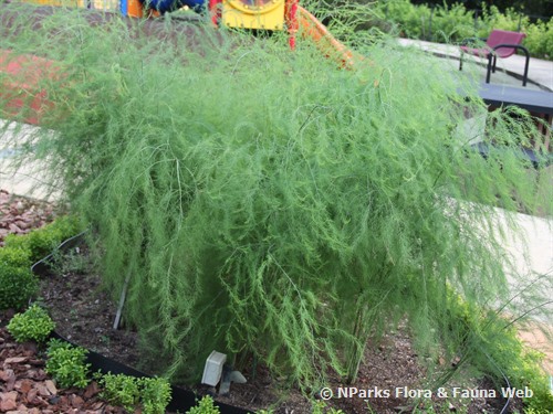 NParks | Asparagus officinalis