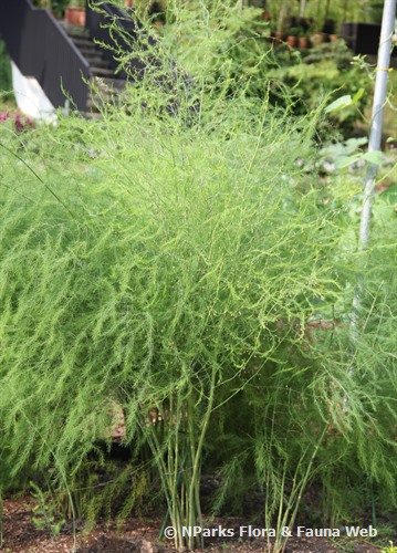 NParks | Asparagus officinalis