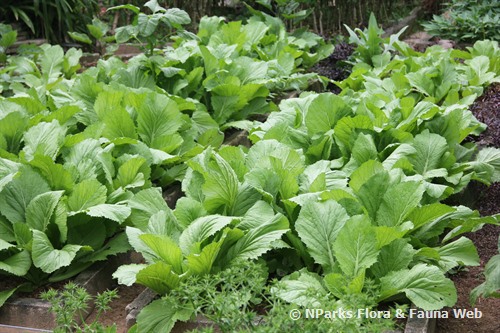 NParks | Brassica juncea Broad-leaf Mustard Group