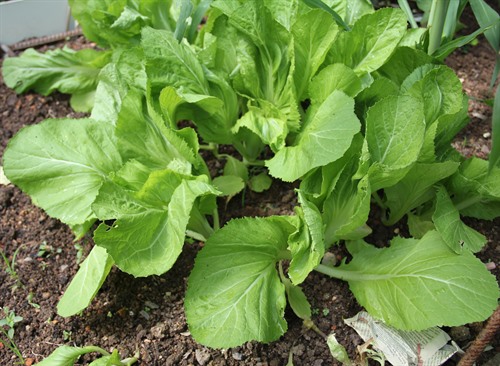 NParks | Brassica juncea Broad-leaf Mustard Group