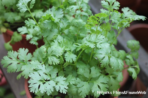 NParks | Coriandrum sativum