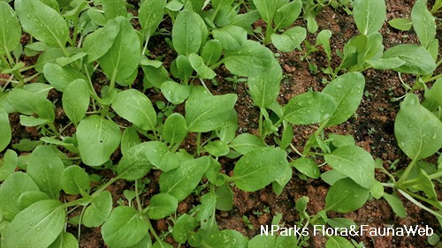 NParks | Brassica rapa Caisin Group [cai xin]