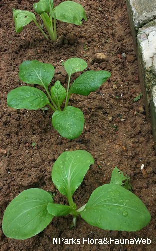 NParks | Brassica rapa Caisin Group [cai xin]