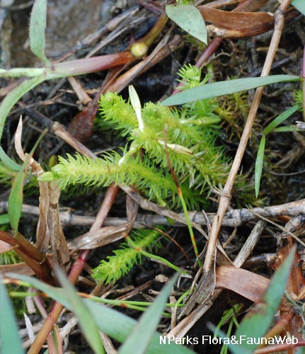 NParks | Mayaca fluviatilis