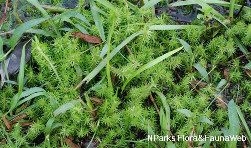 NParks | Mayaca fluviatilis