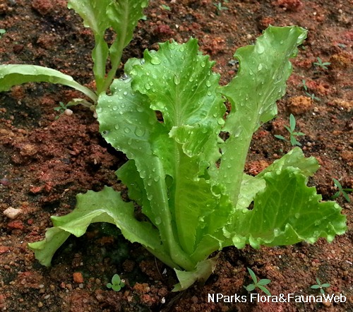 NParks | Lactuca sativa