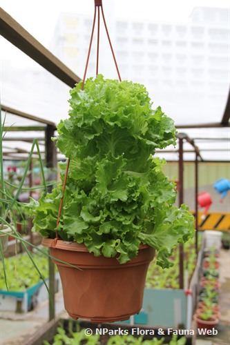 NParks | Lactuca sativa