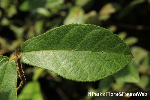 NParks | Ficus aurata