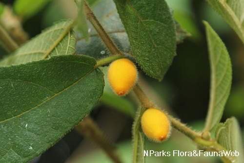 NParks | Ficus aurata