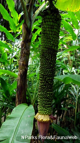 NParks | Musa 'Thousand Fingers'