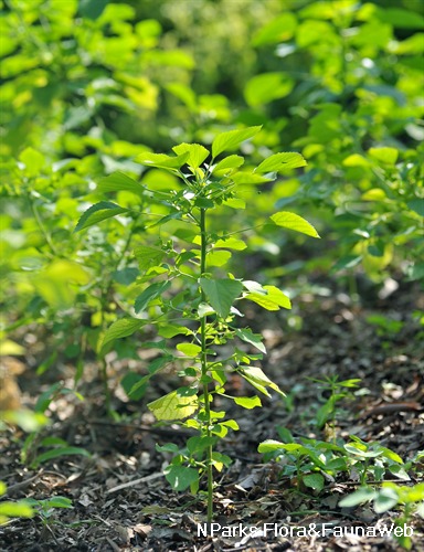 NParks | Acalypha indica