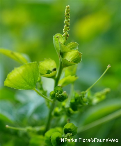 NParks | Acalypha indica