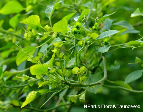 NParks | Acalypha indica