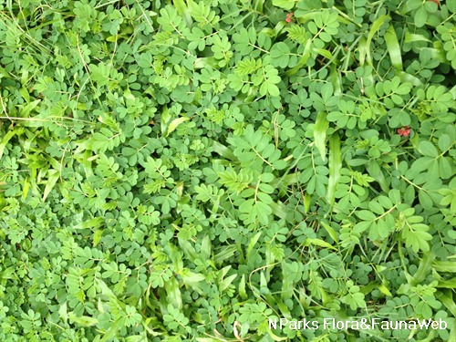 NParks | Indigofera spicata