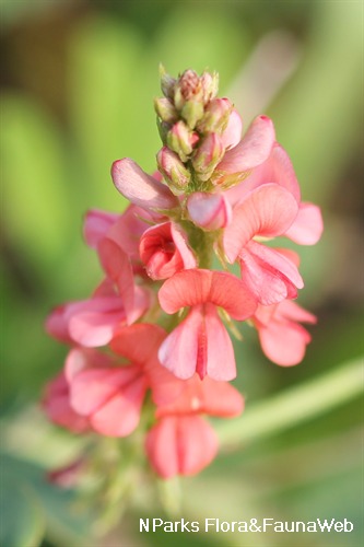 NParks | Indigofera spicata
