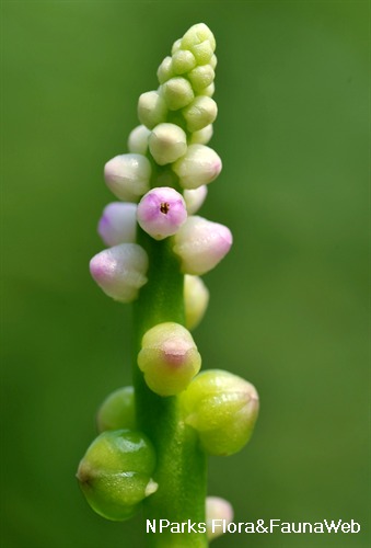 NParks | Basella alba