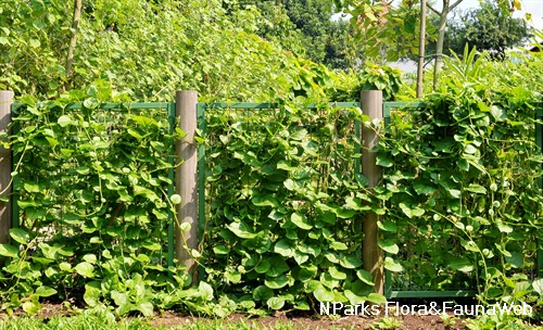 NParks | Basella alba