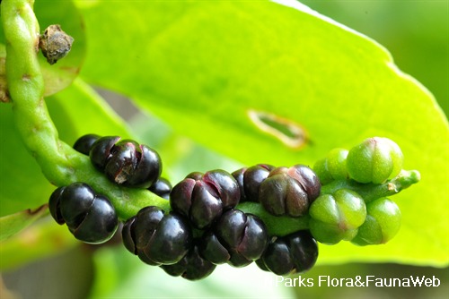 NParks | Basella alba