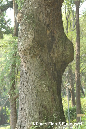 NParks | Mangifera magnifica