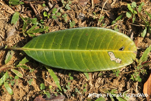 NParks | Mangifera magnifica