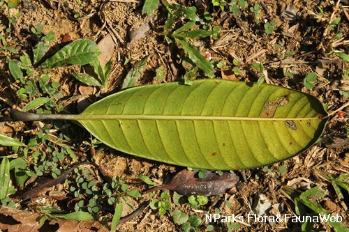 NParks | Mangifera magnifica