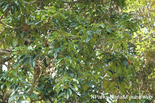 NParks | Mangifera magnifica